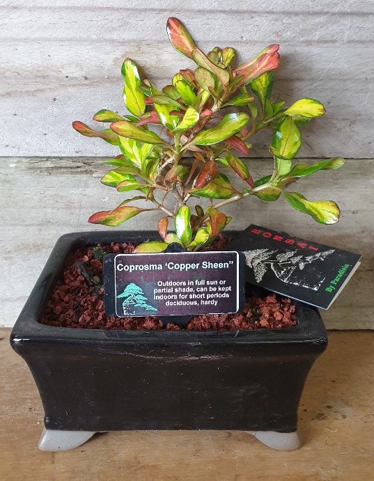 BONSAI COPROSMA COPPER SHEEN 12CM | The Garden Feast