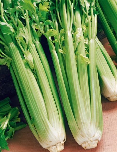 CELERY TALL UTAH seed | The Garden Feast