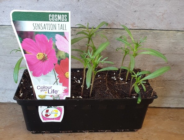 COSMOS SENSATION TALL MIX PUNNET | The Garden Feast