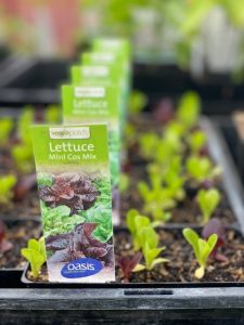LETTUCE MINI COS | The Garden Feast