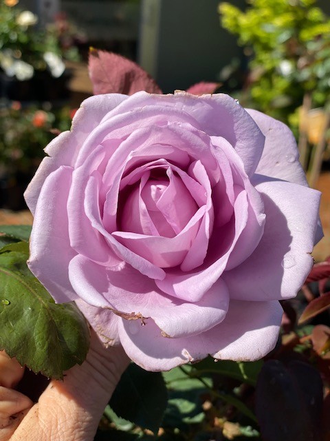 ROSE BLUE MOON 3FT STD 250MM | The Garden Feast