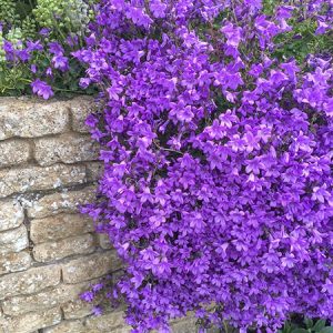 Ground Covers | Garden Feast