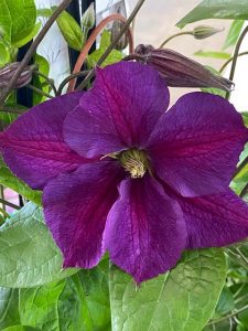 CLEMATIS VICTORIA 200MM | The Garden Feast