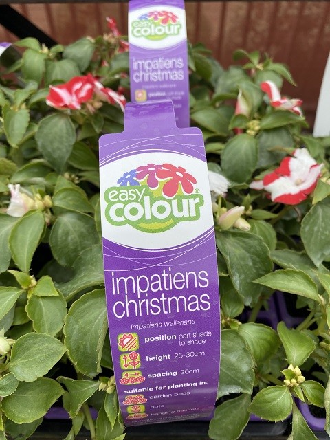 EASY COLOUR IMPATIENS CHRISTMAS MIX | The Garden Feast