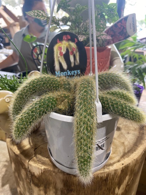Monkeys Tail Cactus Basket 13cm | The Garden Feast