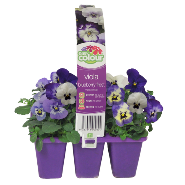 EASY COLOUR VIOLA BLUEBERRY FROST | Garden Feast