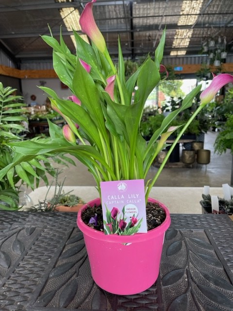 Zantedeschia Rehmanii Calla Lily Pink 180mm | Garden Feast