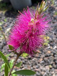 CALLISTEMON PURPLE CLOUD 200MM | The Garden Feast