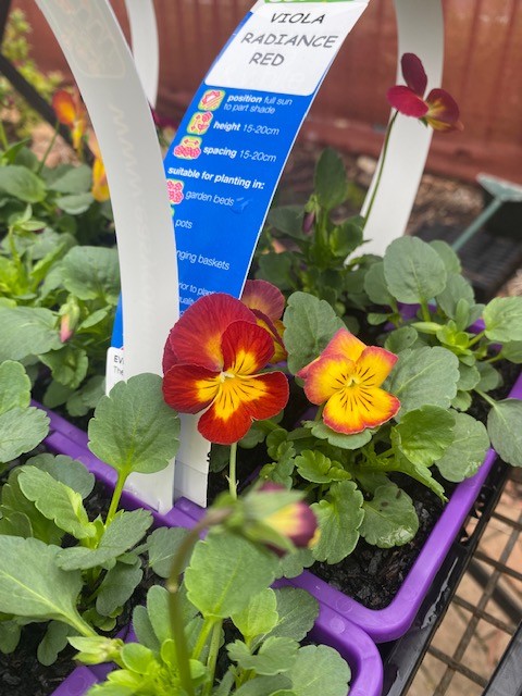 EASY COLOUR VIOLA RADIANCE RED | The Garden Feast