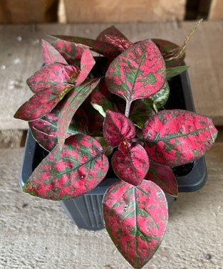 Hypoestes Red 75mm | The Garden Feast
