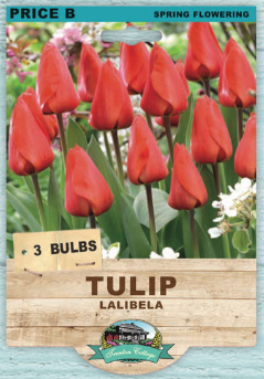 TULIP LALIBELA BULB | The Garden Feast