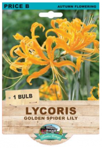 LYCORIS GOLDEN SPIDER LILY 1 BULB | The Garden Feast