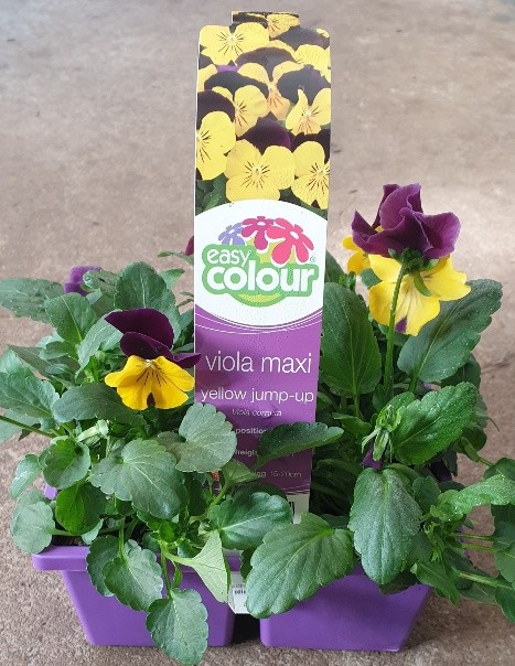 EASYSIX VIOLA MAXI YELLOW JUMP UP | The Garden Feast