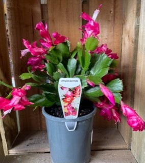 ZYGO CACTUS RED 140MM | The Garden Feast