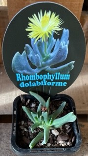 RHOMBOPHYLLUM DOLABIFORME 7CM | Garden Feast