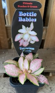 FITTONIA PEACHES & CREAM 7CM | The Garden Feast