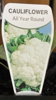CAULIFLOWER ALL YEAR 100MM | The Garden Feast