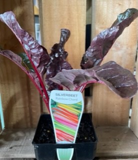 SILVERBEET RAINBOW CHARD 100MMN | The Garden Feast