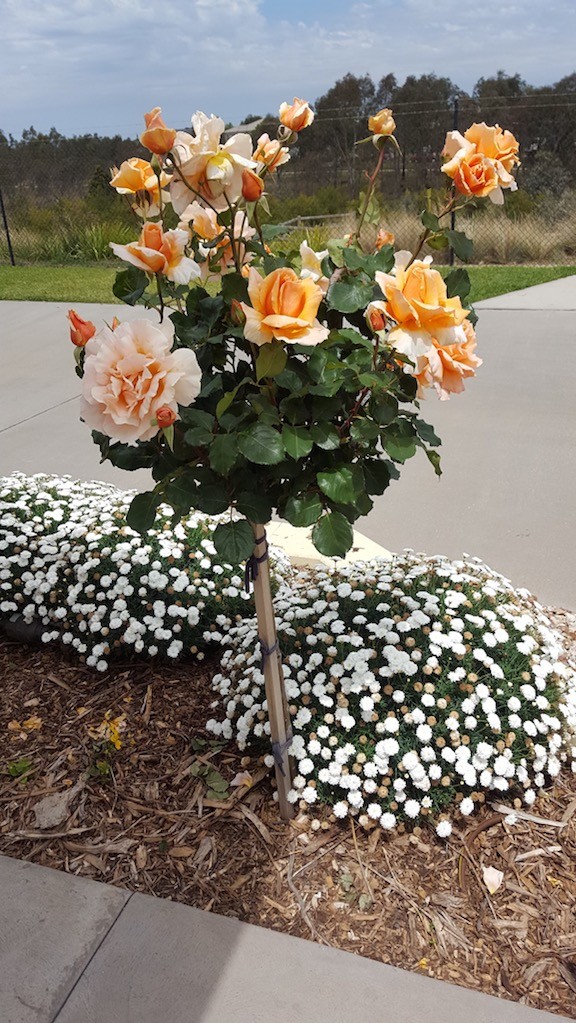 ROSE JUST JOEY 3FT STD 250MM | Garden Feast