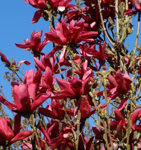 MAGNOLIA BURGUNDY STAR 300MM | The Garden Feast