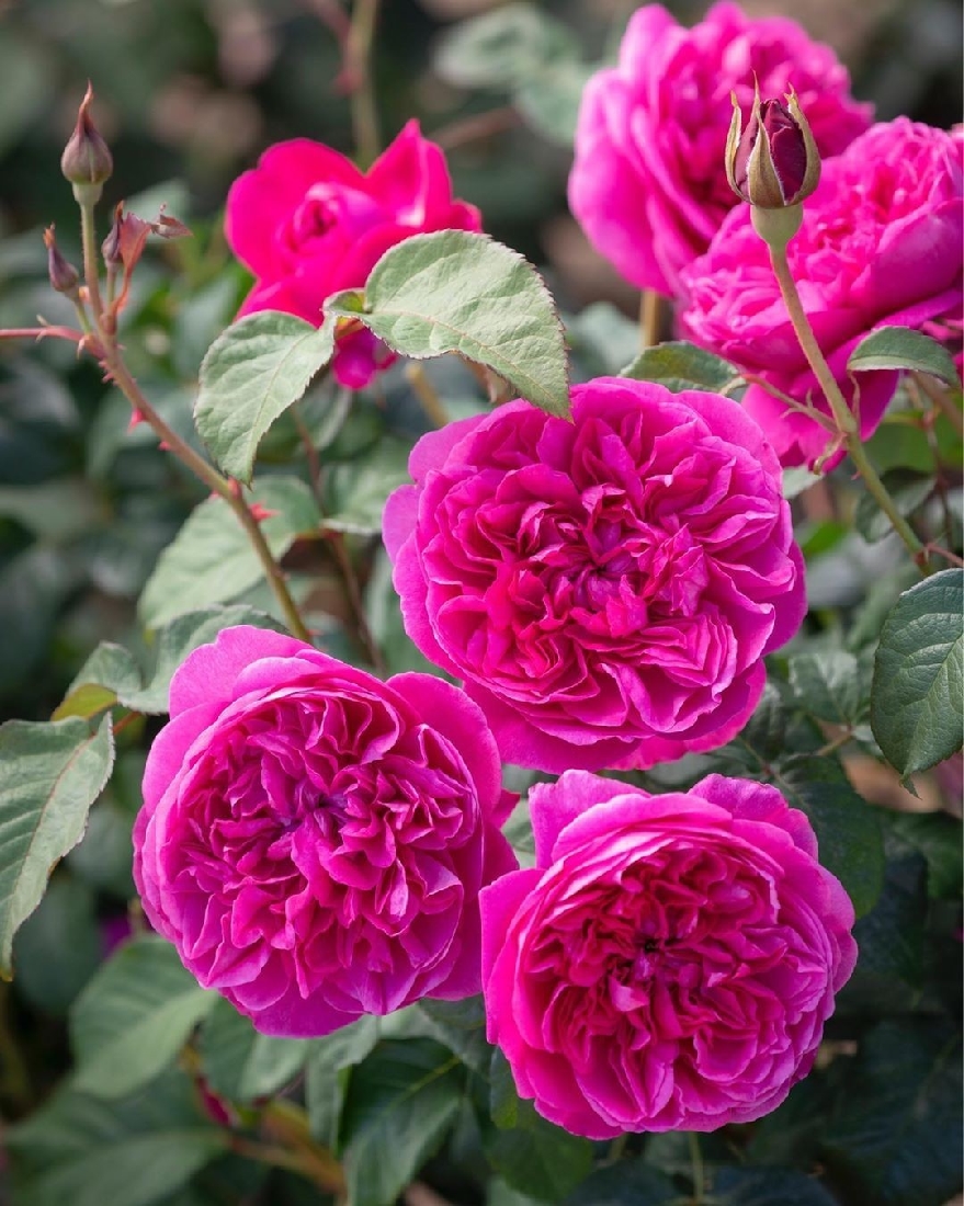 ROSE JAMES L AUSTIN 200MM | Garden Feast