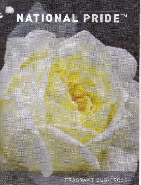 ROSE NATIONAL PRIDE 200MM | The Garden Feast