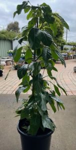 SCHEFFLERA AMATE ALPINE JNR 300MM | The Garden Feast