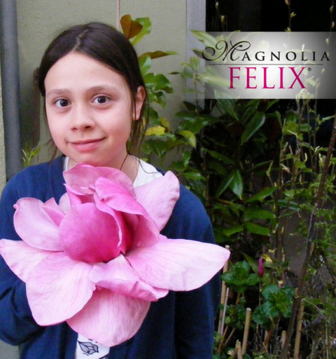 MAGNOLIA FELIX 300MM | The Garden Feast