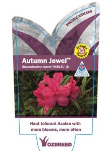 AZALEA AUTUMN JEWEL 200MM | The Garden Feast