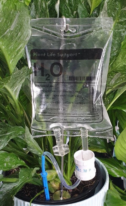 PLANT LIFE SUPPORT BUBBLEGUM STUFF | The Garden Feast