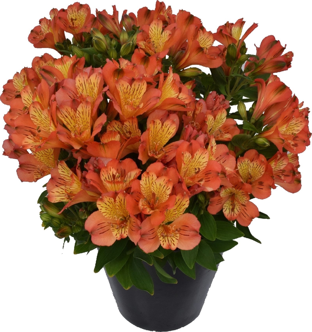 ALSTROEMERIA INCA SAFARI 150MM | The Garden Feast