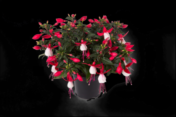FUCHSIA BELLA EVITA 150MM | The Garden Feast