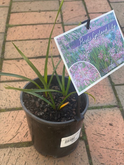 CALOSTEMMA PURPUREUM 140MM | The Garden Feast