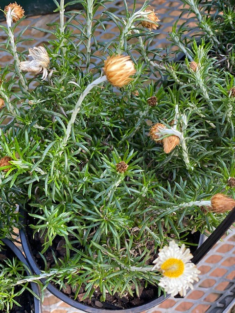 HELICHRYSUM BAXTERI | The Garden Feast