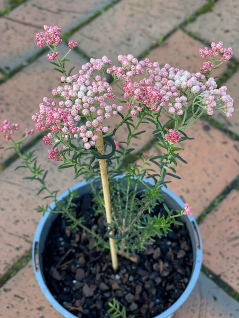 OZOTHAMNUS CORAL FLUSH 140MM | The Garden Feast