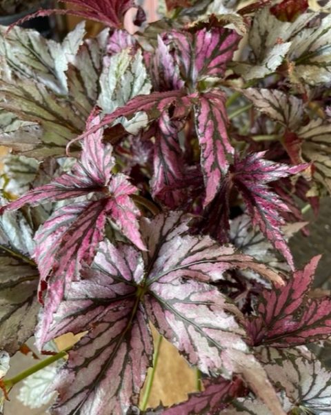 BEGONIA PURPLE/SILVER 180MM | The Garden Feast