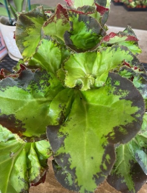 BEGONIA MAROON SPLASH EDGE LIGHT GREEN 180MM | The Garden Feast