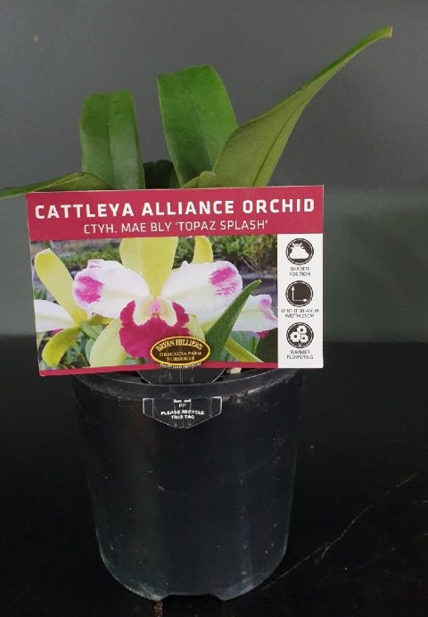 ORCHID CATTLEYA CTYH. MAE BLY TOPAZ SPLASH 85MM | The Garden Feast