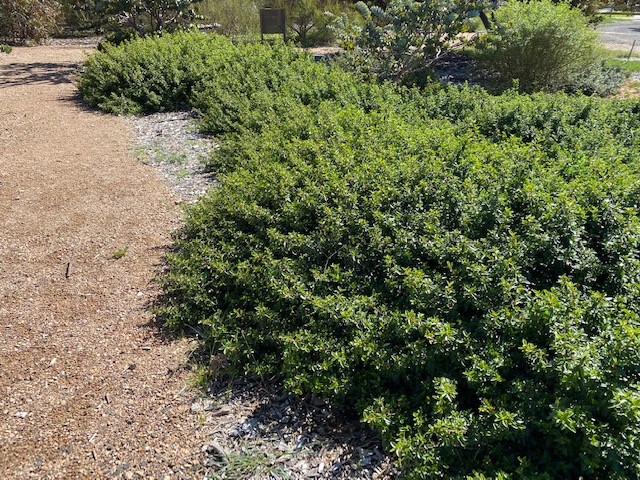 CORREA DUSKY BELLS 140MM 2 | Garden Feast