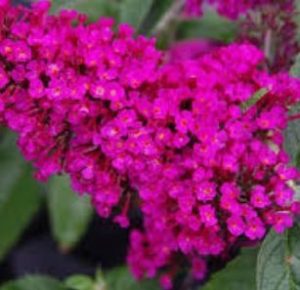 BUDDLEJA BUZZ VELVET 140MM | The Garden Feast