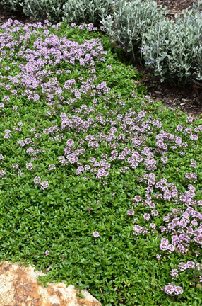 THYMUS PINK BUTTONS 140MM | The Garden Feast