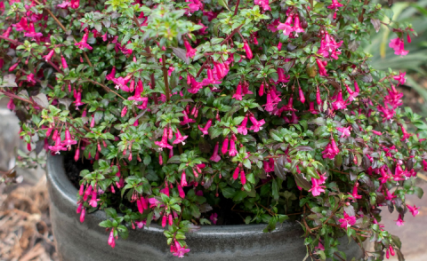 FUCHSIA CANDY BELLS 140MM | The Garden Feast