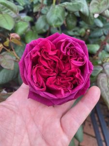 ROSE THE SQUIRE PBR 200MM | The Garden Feast