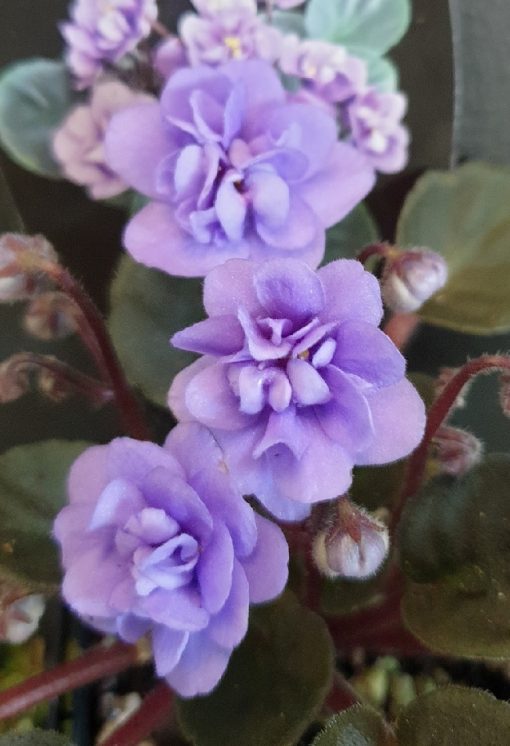 AFRICAN VIOLET BLUE DOUBLE 7CM | Garden Feast