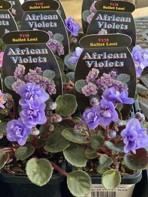 AFRICAN VIOLET BLUE DOUBLE 7CM | Garden Feast