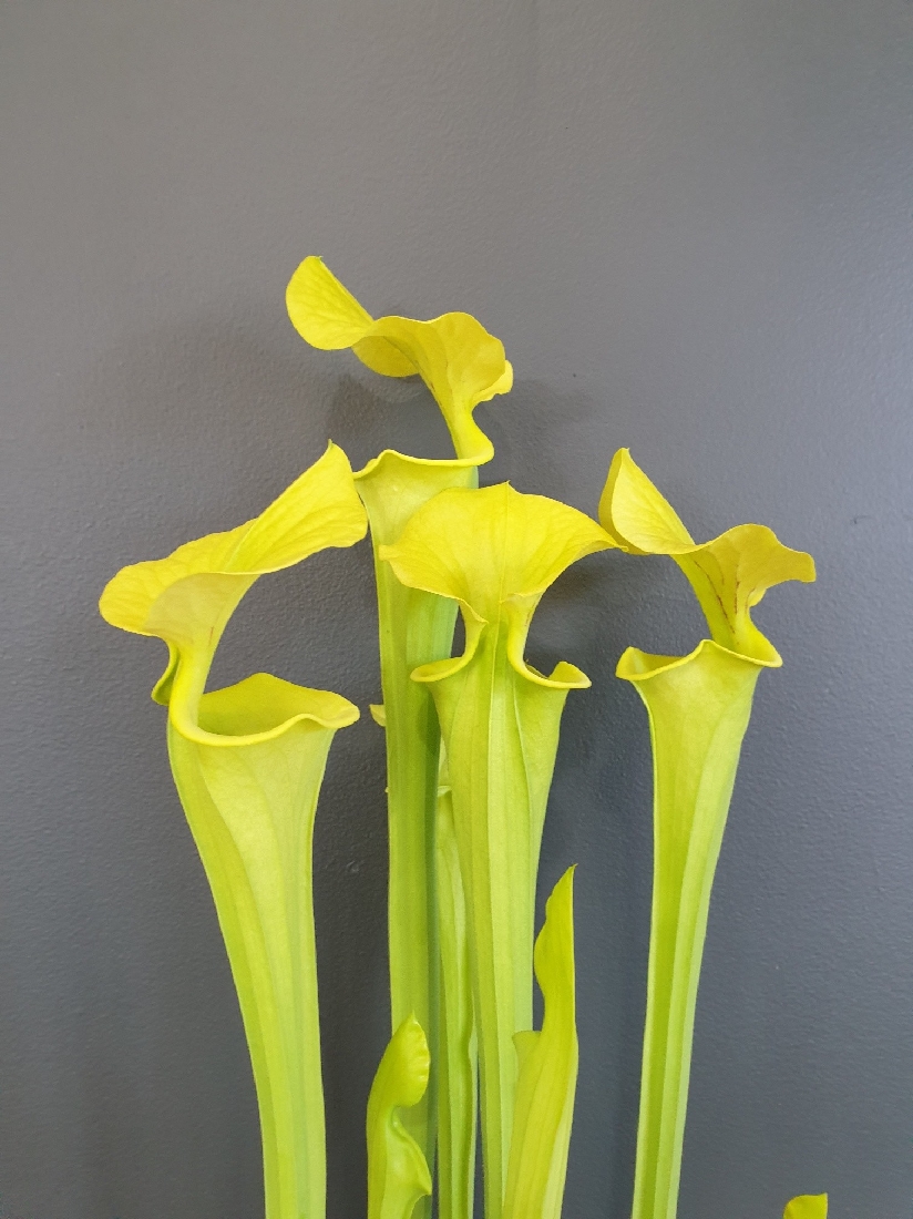SARRACENIA GOLD SQUARE POT 200MM | The Garden Feast