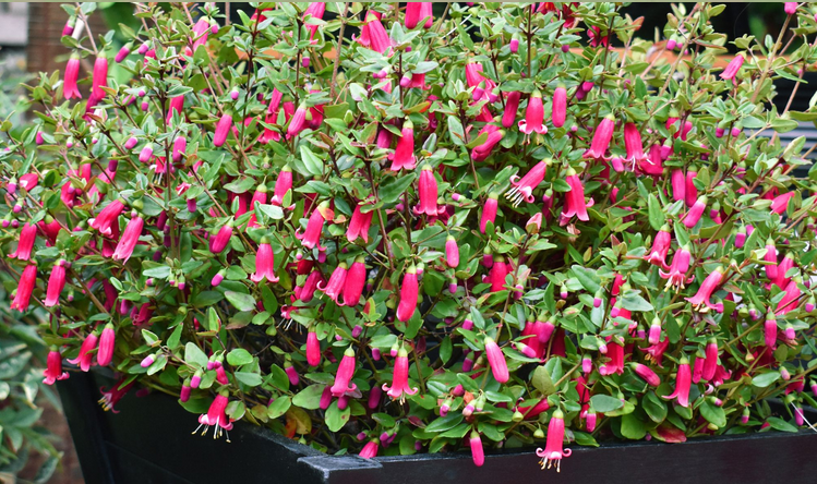 Correa Dark Pink Perfect Pollinator 140mm | The Garden Feast
