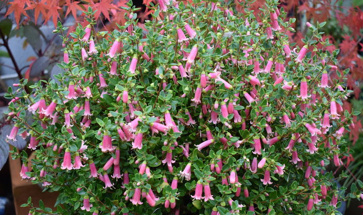 Correa Pink Perfect Pollinator 140mm | The Garden Feast