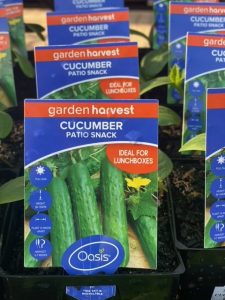 CUCUMBER PATIO SNACK 100MM | The Garden Feast