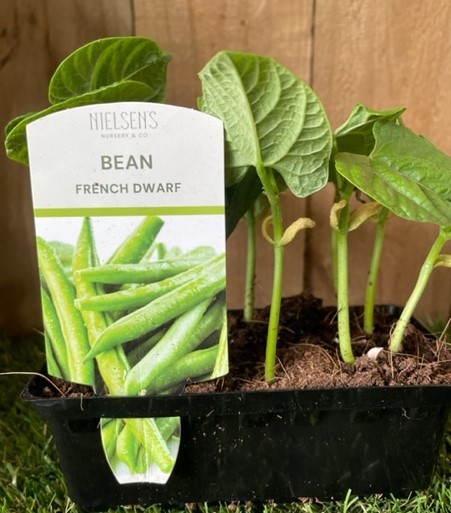 BEAN FRENCH DWARF | Garden Feast